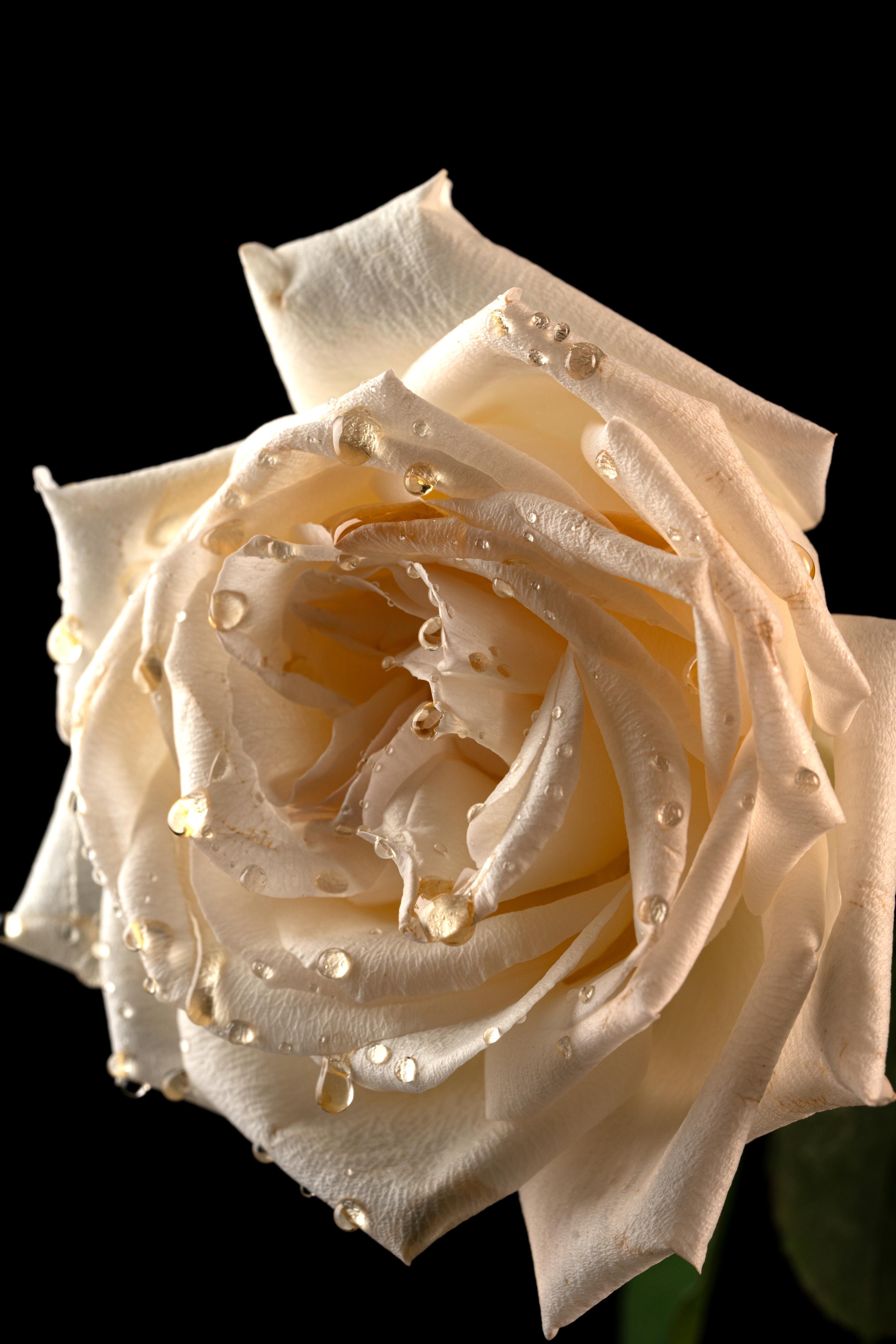 NEW COLLECTIONS – Koyam